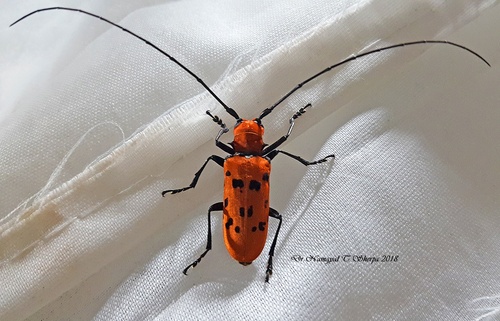 Genus Ithocritus · iNaturalist