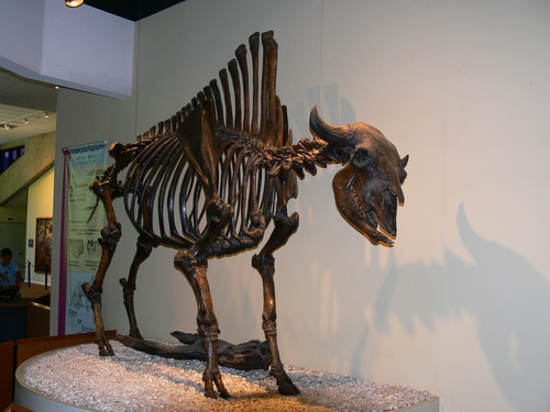 Ancient Bison (Bison antiquus) · iNaturalist United Kingdom