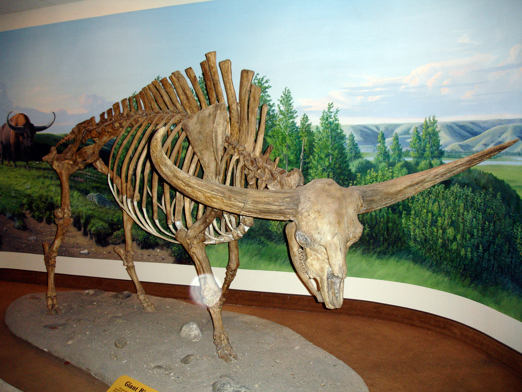 Long-horned Bison (Bison latifrons) - Know Your Mammals