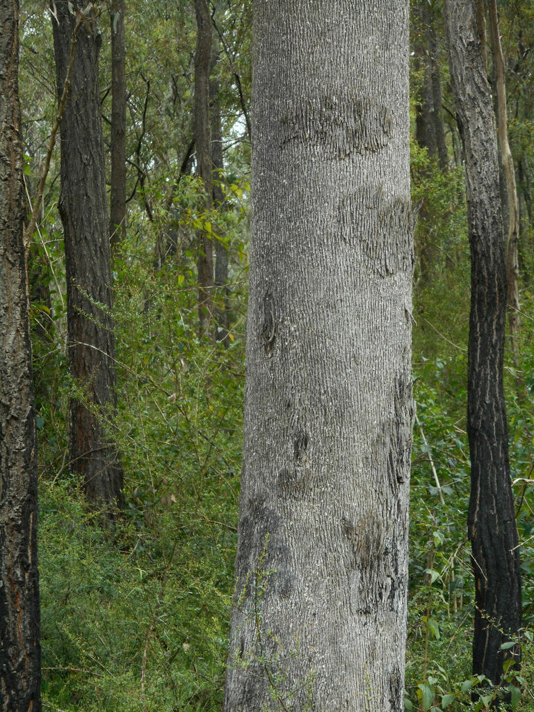 eucalyptus from Scheyville National Park, Scheville, NSW 2756 ...