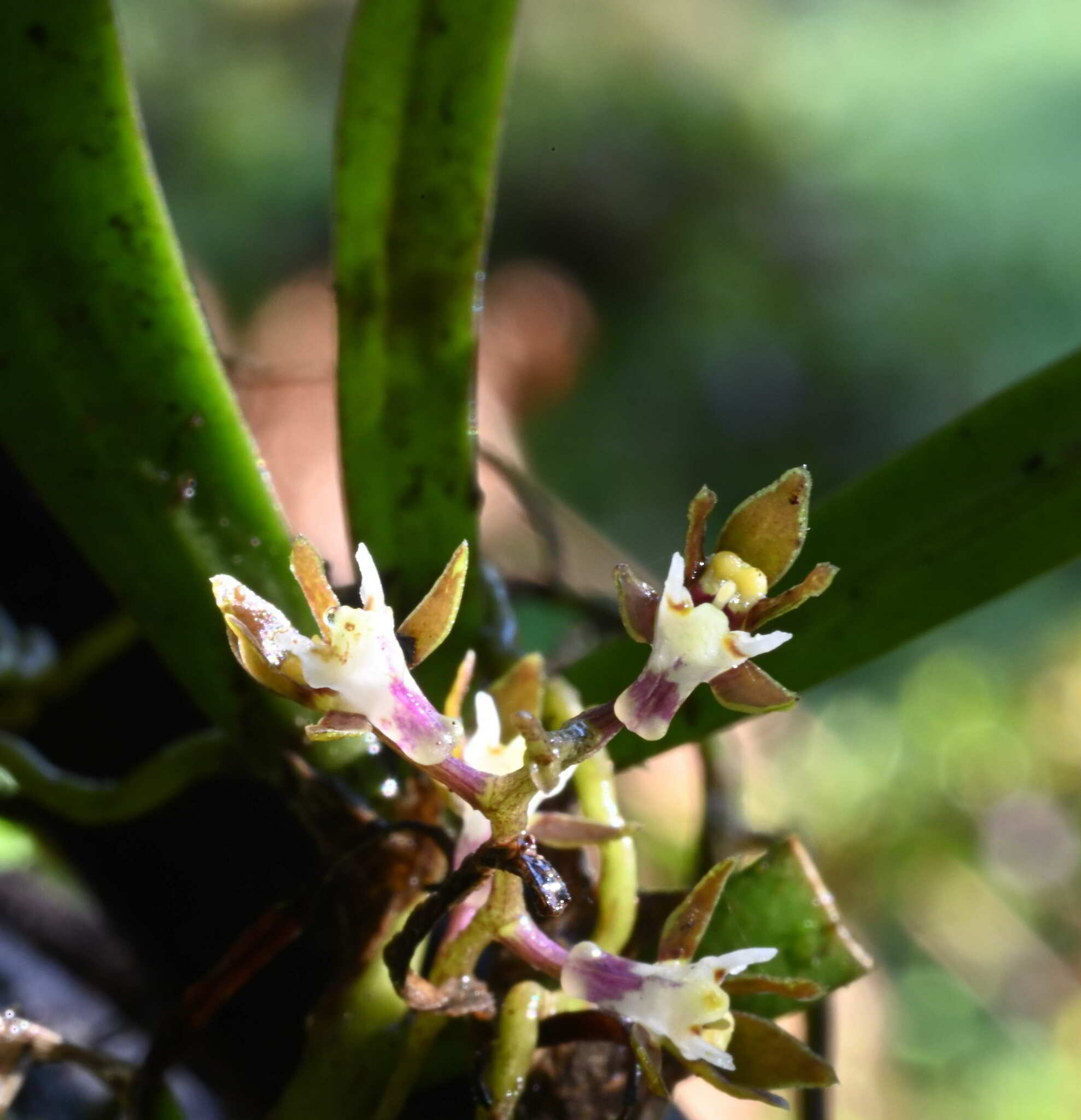 Plectorrhiza tridentata (Lindl.) Dockrill