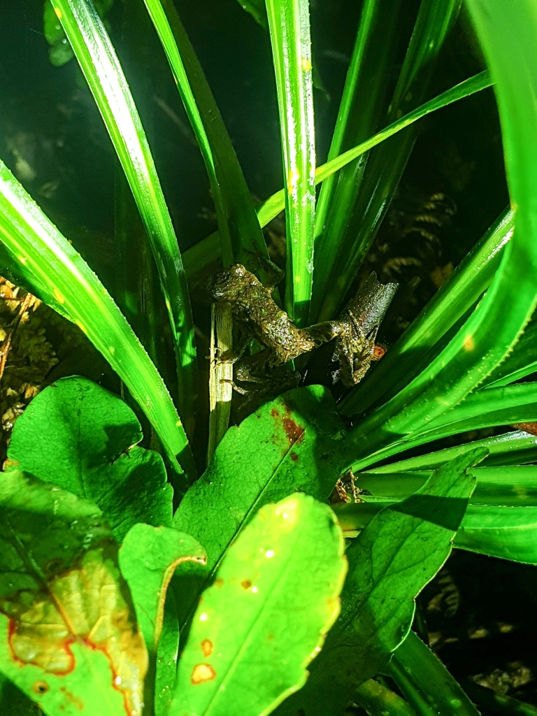 Archey's Frog in September 2022 by Ellen Rykers · iNaturalist