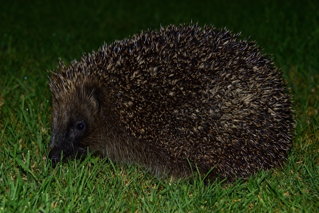 Common Hedgehog from Hurst Green, Clitheroe BB7, UK on September 24 ...