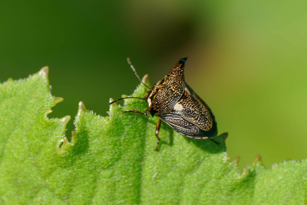 Alcimocoris japonensis from 日本、東京都多摩市連光寺六丁目 on September 25, 2022 at 10 ...