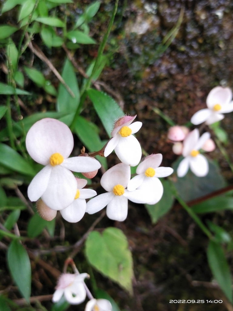 Begonia josephi from Chukha, Bhutan on September 25, 2022 at 02:00 PM ...