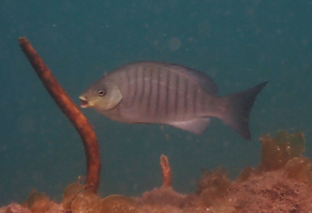 Luderick from Sydney NSW, Australia on September 16, 2022 at 12:33 PM ...