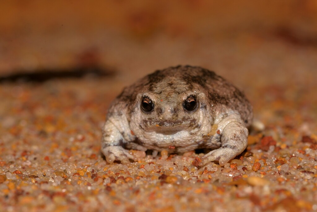 Southern Sandhill Frog from Kalbarri National Park WA 6536, Australia ...