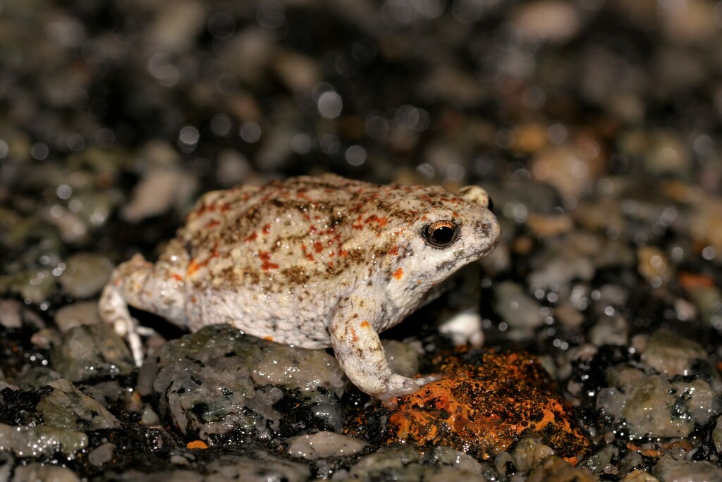 Southern Sandhill Frog from Kalbarri National Park WA 6536, Australia ...