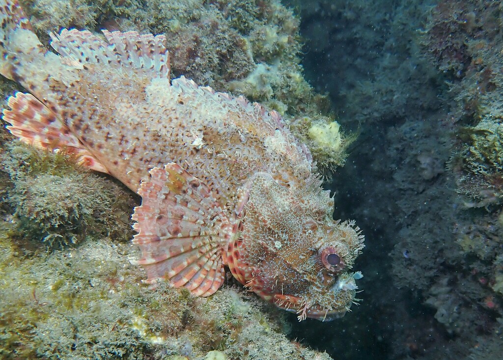 Eastern Red Scorpionfish from Sydney NSW, Australia on September 16 ...