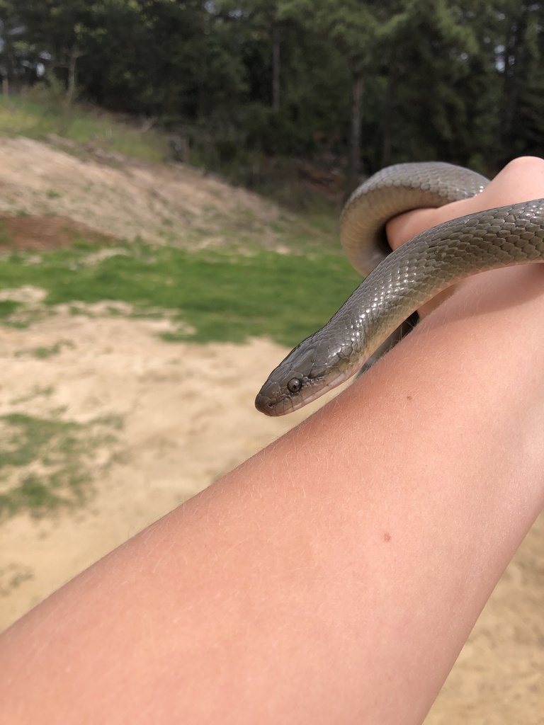 Olive Snake from Eden, ZA-WC, ZA on September 25, 2022 at 10:37 AM by ...