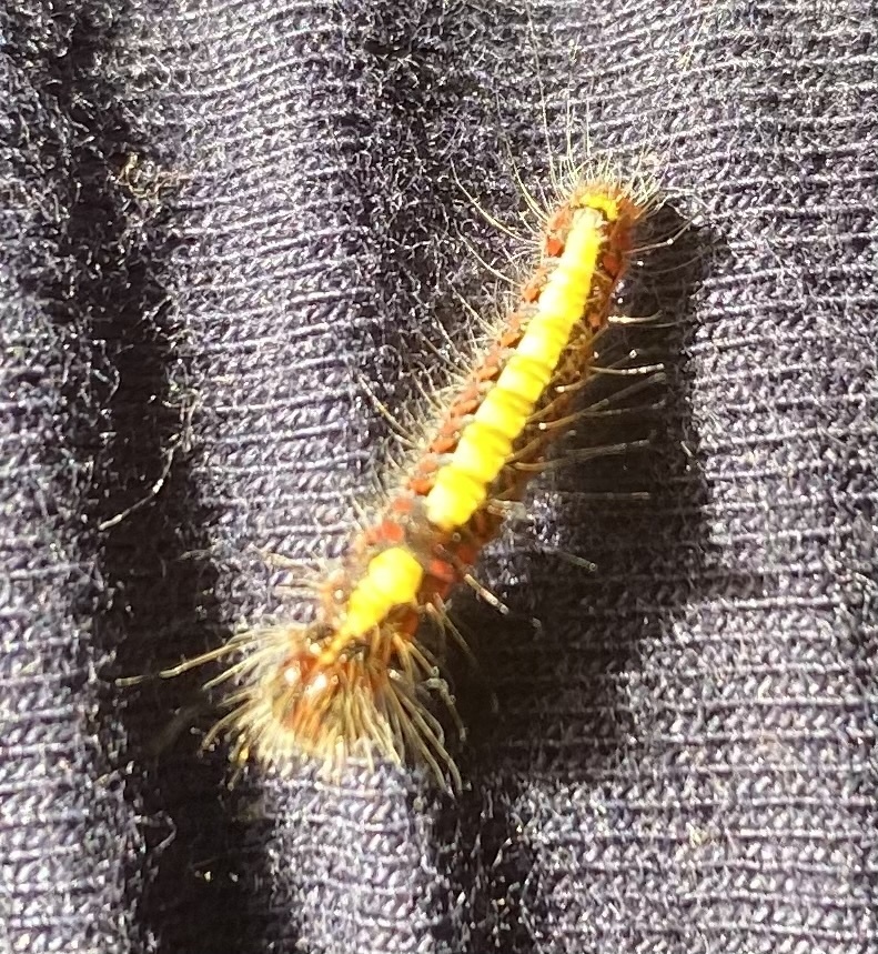 Grey Dagger from Hamilton Ter, Bath, England, GB on September 25, 2022 ...