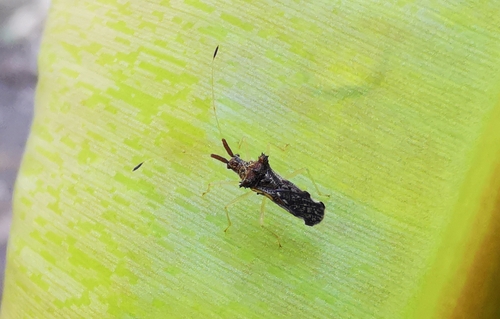 Malcus dentatus · iNaturalist Mexico