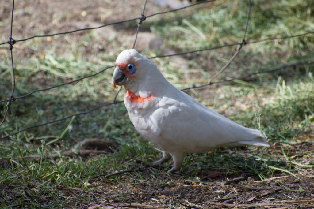 Long-billed Corella from Yarra Ranges - Central, Victoria, Australia on ...