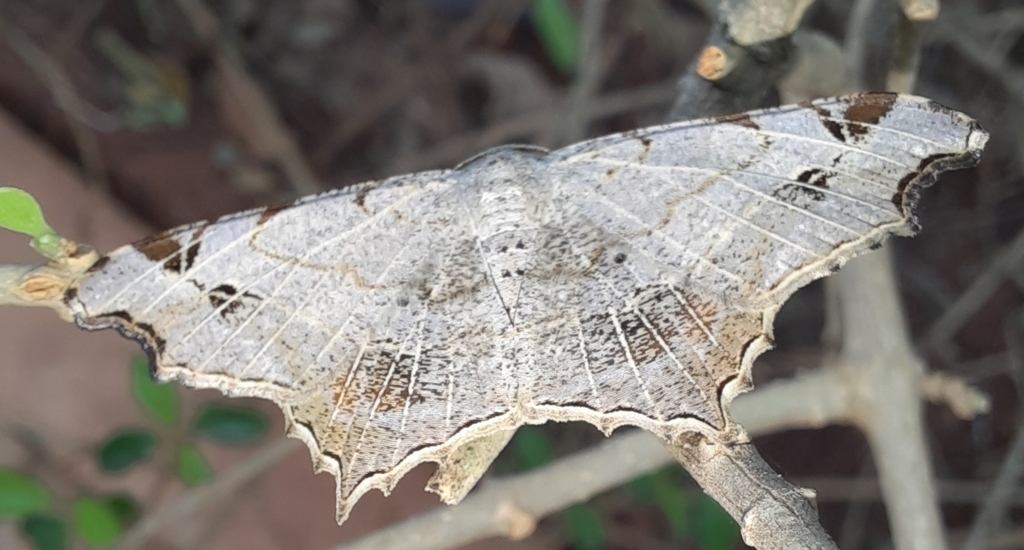 Chiasmia emersaria from VGHJ+J8M, Banashankari 6th Stage, Thurahalli ...
