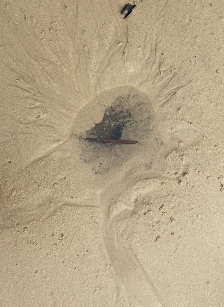 Stingrays from Coral Sea, River Heads, QLD, AU on September 22, 2022 at ...