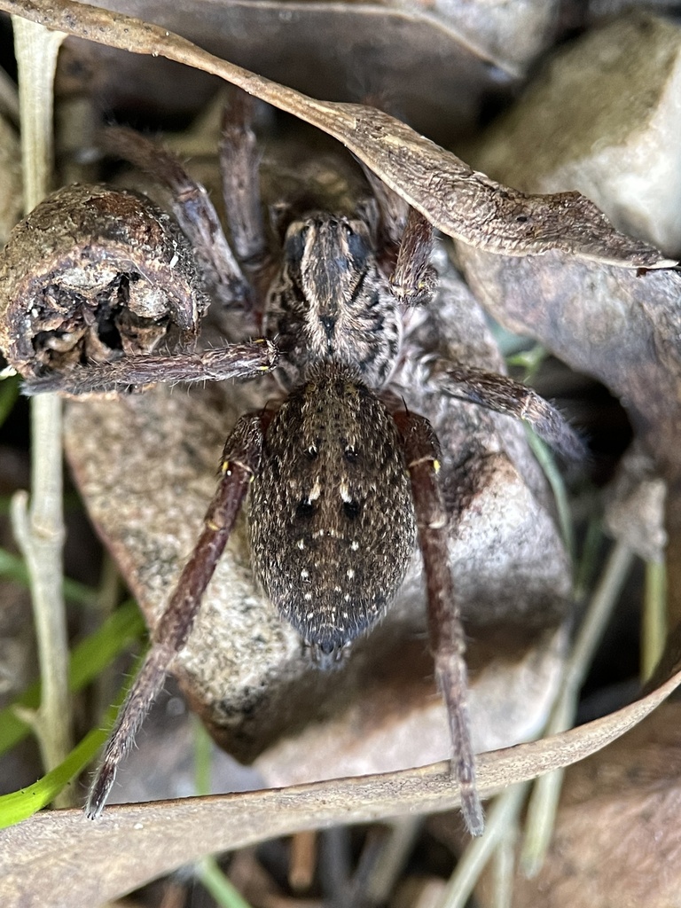 Little Tarantula from Frankston South, VIC, AU on September 25, 2022 at ...