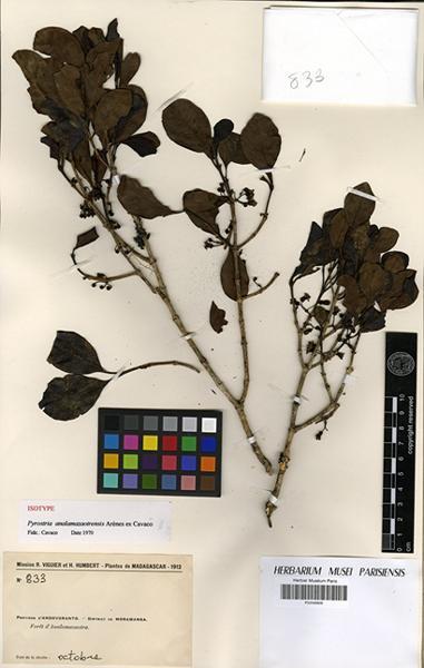 Pyrostria analamazaotrensis Arènes ex Cavaco (Plants of Analamazaotra ...