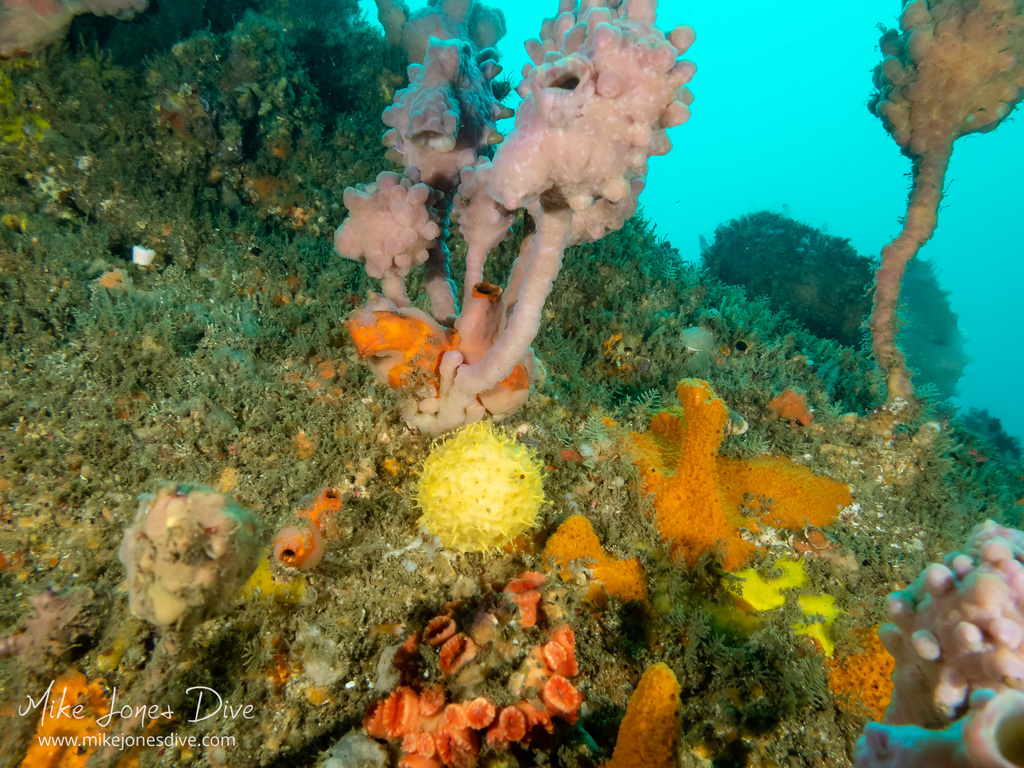 Puffball Sponges from Woollahra, New South Wales, Australia on ...