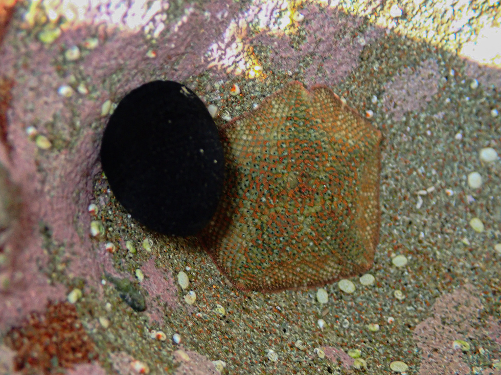 Dwarf Cushion Star from Norah Head NSW, Australia on September 25, 2022 ...
