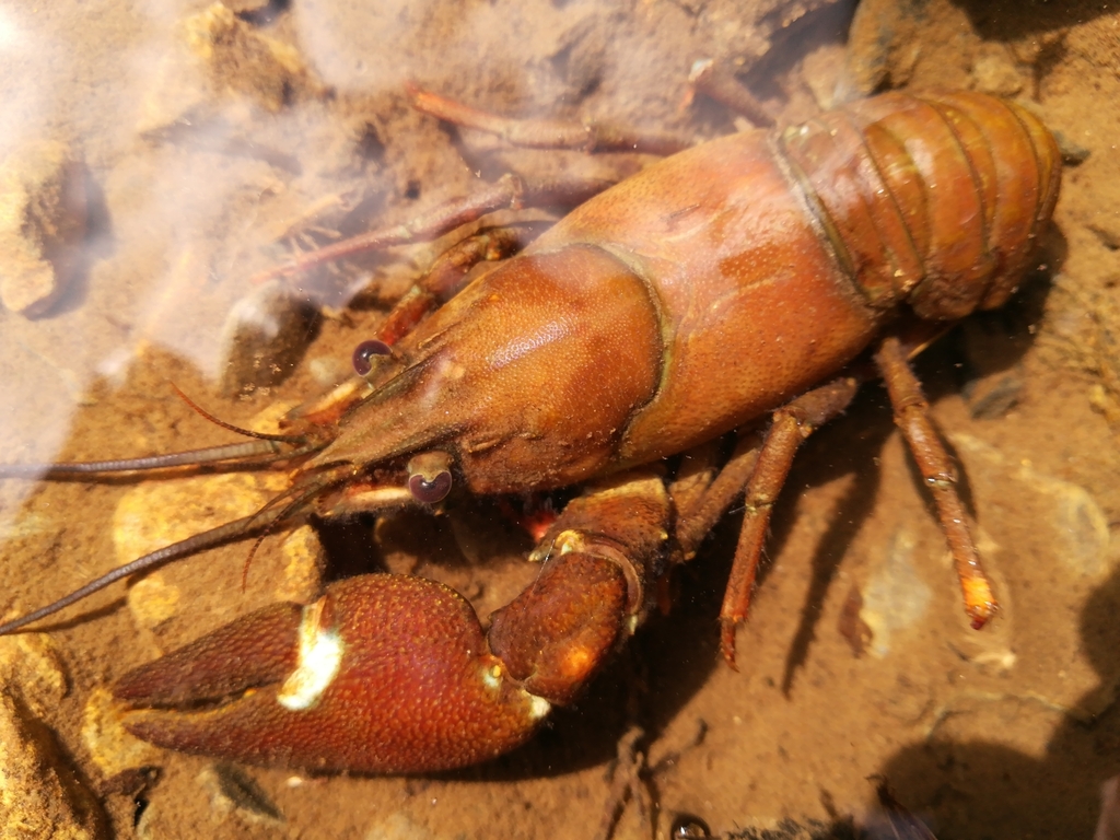 Signal Crayfish from 日本 〒520-1601 on September 25, 2022 at 10:31 AM by ...