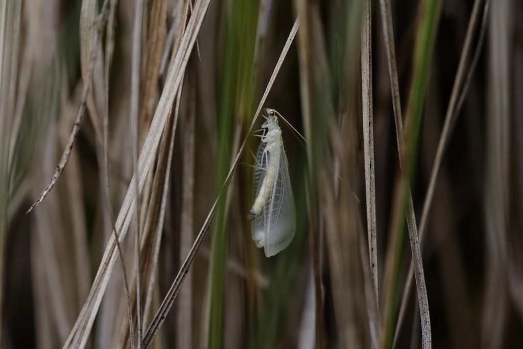 Green Lacewings from Rudraprayag, Uttarakhand, India on May 17, 2022 at ...