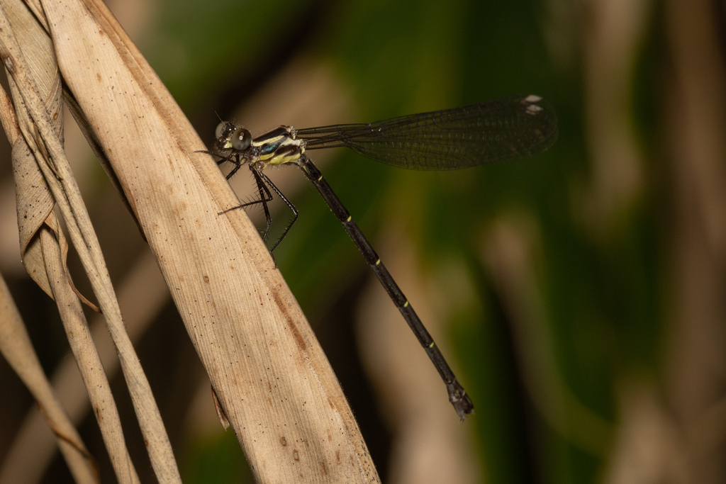 Common Flatwing from Caboolture - Hinterland, AU-QL, AU on September 25 ...
