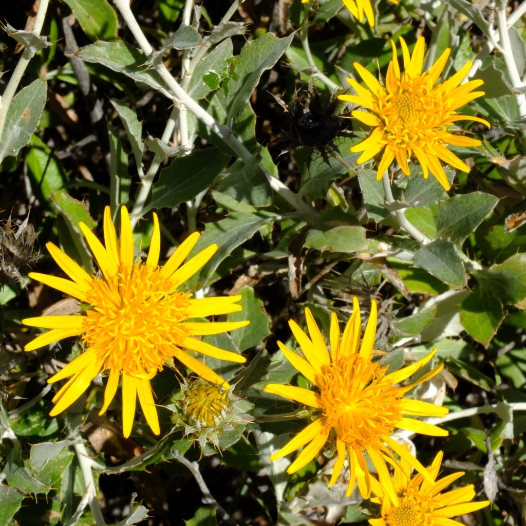 Grey African Thistle from Farm Brakputs, Namakwa, South Africa on ...