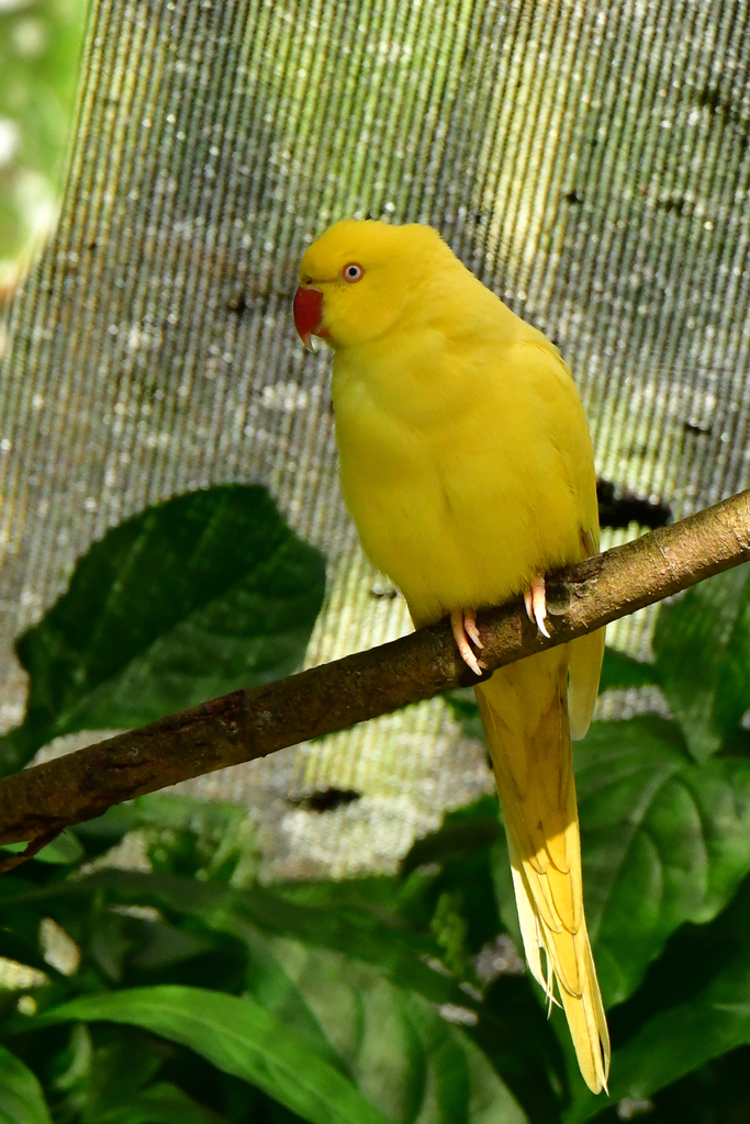 Long-tailed Parrots and allies from Birdworld Kuranda, Australie on ...