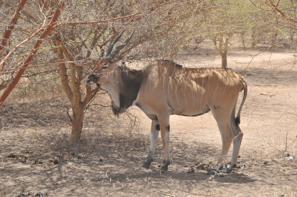 Giant Eland (Tragelaphus derbianus) - Know Your Mammals