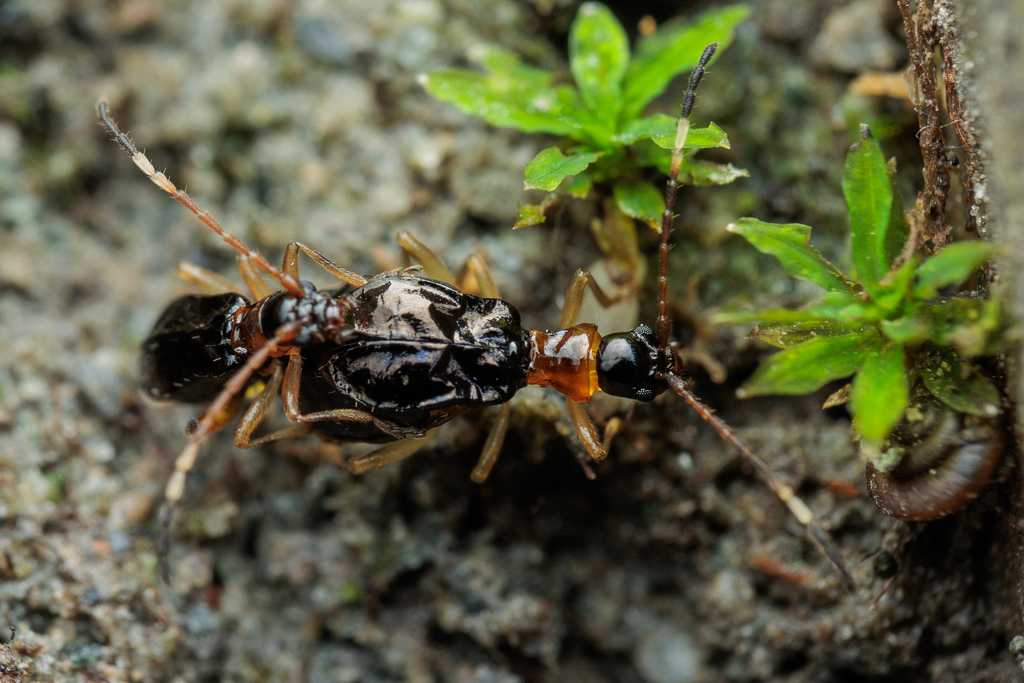 Khasia from Charleville, Mussoorie, Uttarakhand 248179, India on ...