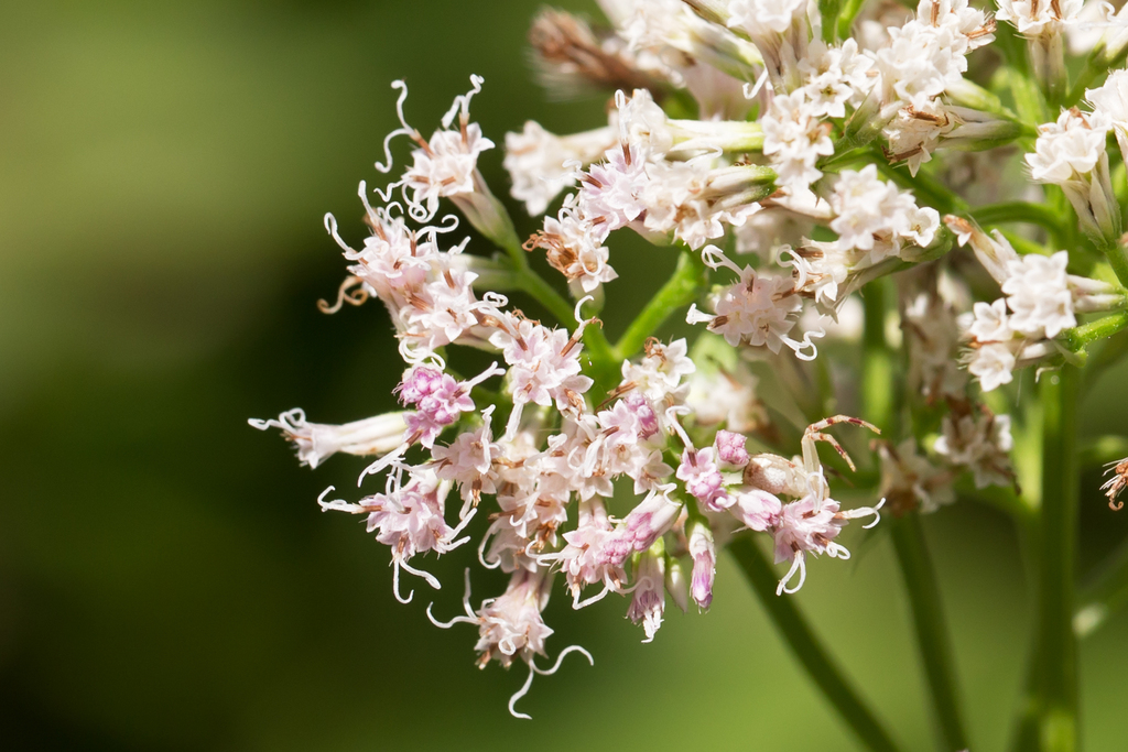 climbing hempvine from Bucks County, PA, USA on September 09, 2022 at ...