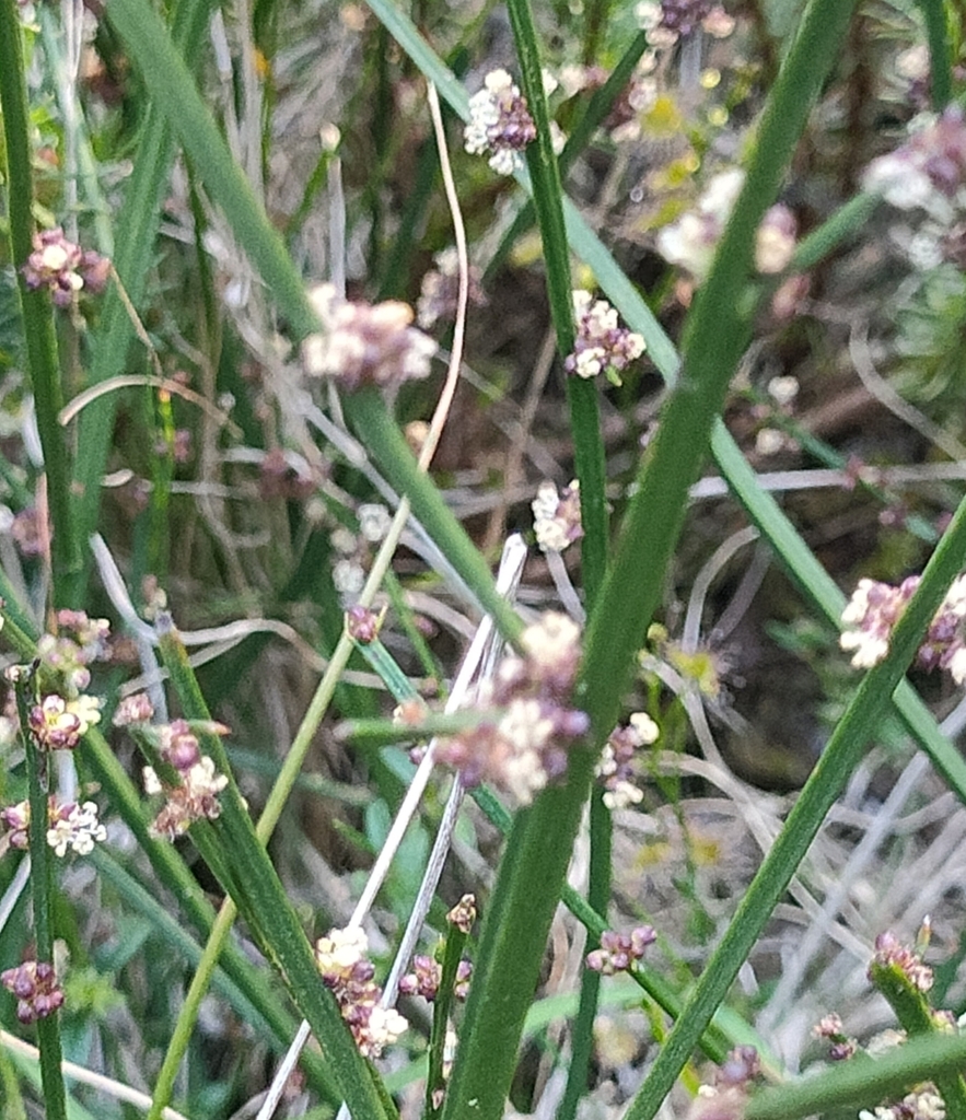 Broom Spurge from Rosebud VIC 3939, Australia on September 25, 2022 at ...