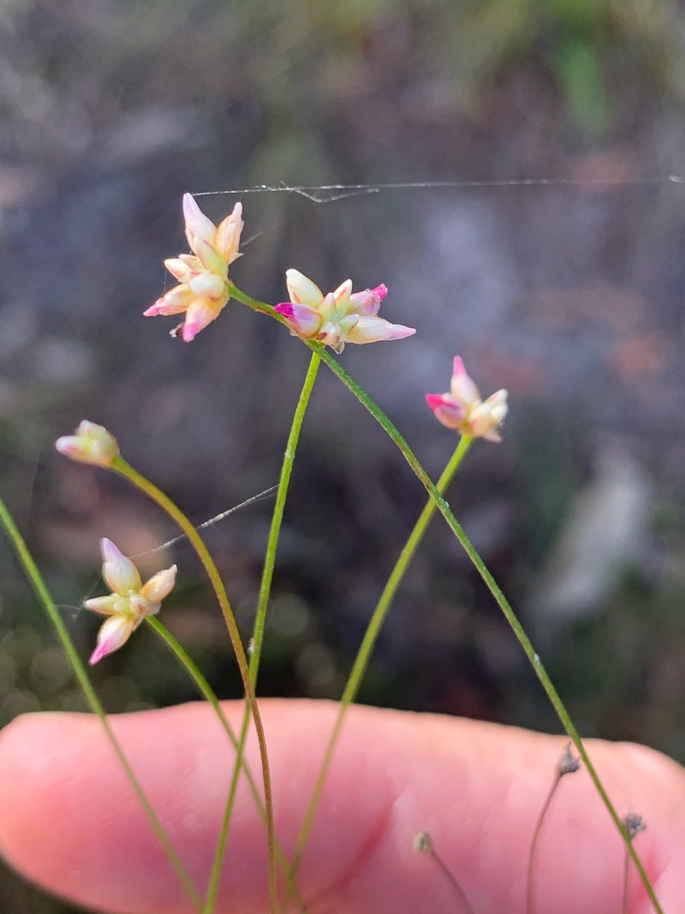 Slender Wire Lily from Melaleuca Fire Trl, Sippy Downs, QLD, AU on ...