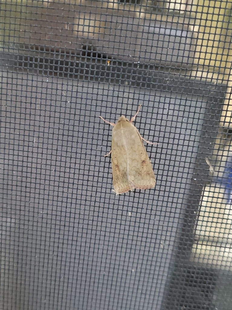 Corn Earworm Moth from Ranger Station, Millcreek Township, PA 16507 ...