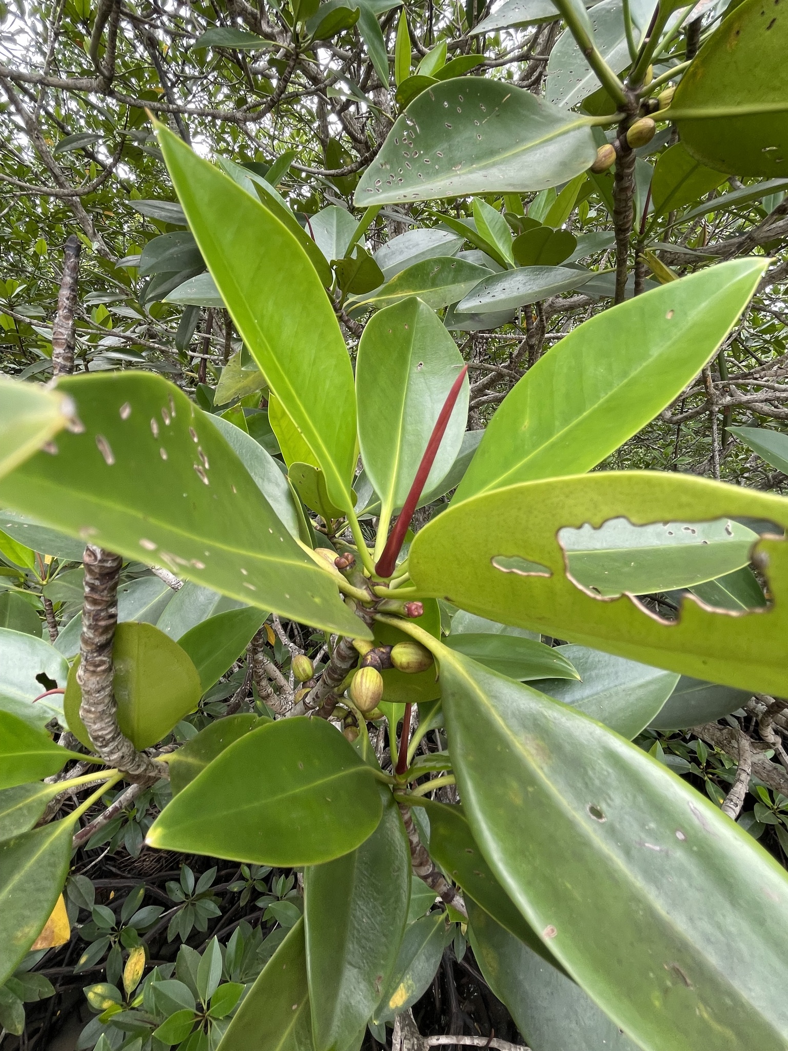 Rhizophora apiculata Blume
