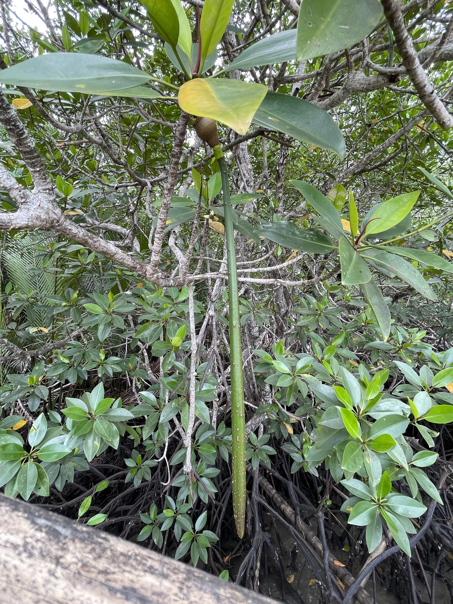 Rhizophora apiculata Blume
