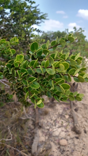 Mouriri gardneri · iNaturalist United Kingdom