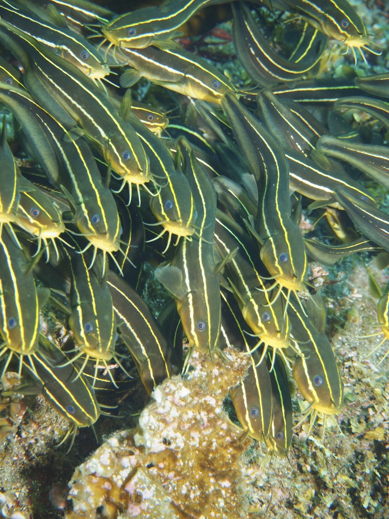 Japanese Striped Eel Catfish (Plotosus japonicus) - Marine Life ...