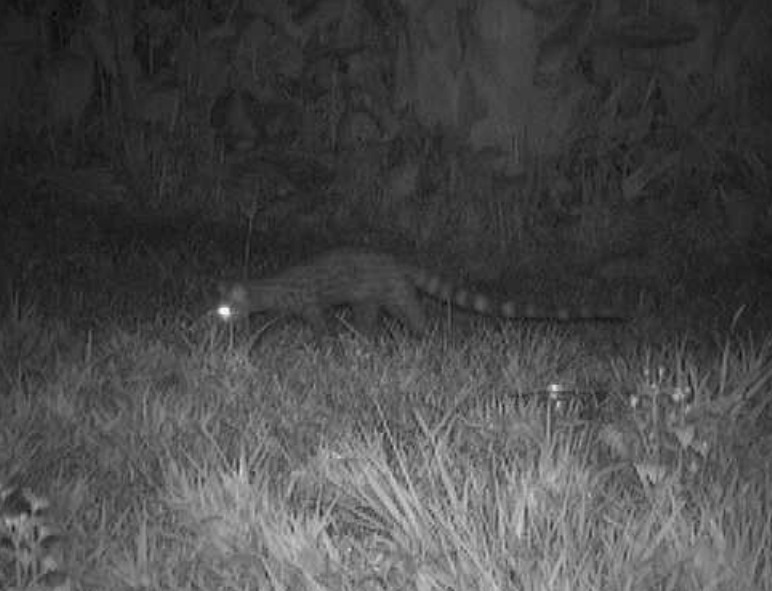 Genetta servalina Pucheran, 1855