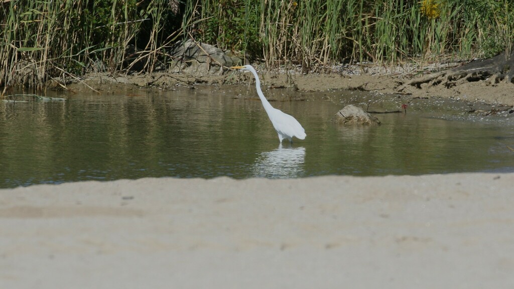 Great Egret from Oregon, OH, USA on September 23, 2022 at 03:10 PM by ...