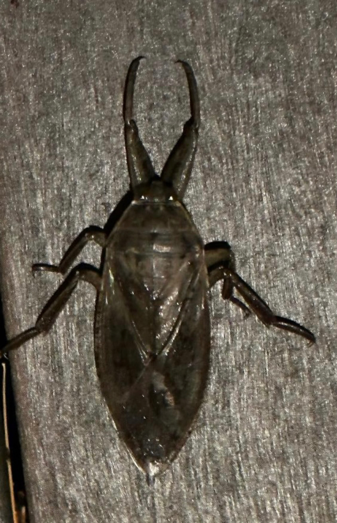 American Giant Water Bug from Afton on September 25, 2022 at 07:40 AM ...