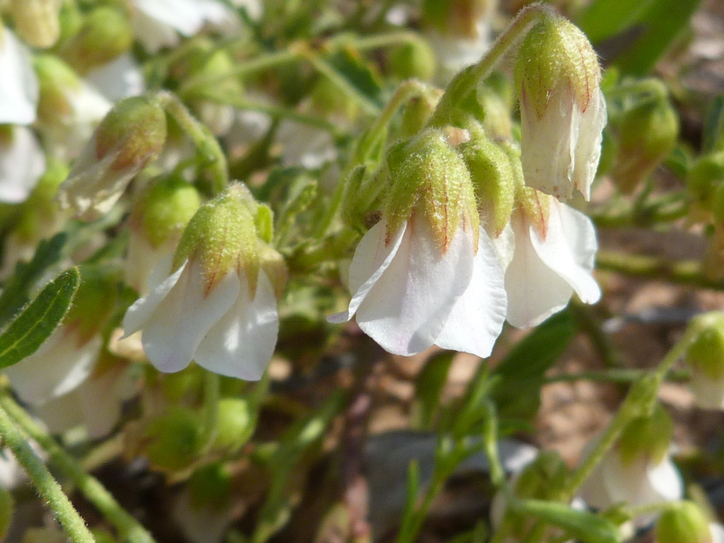 Hermannia dichroma from Hawerland Farm roadside, Graafwater, West Coast ...
