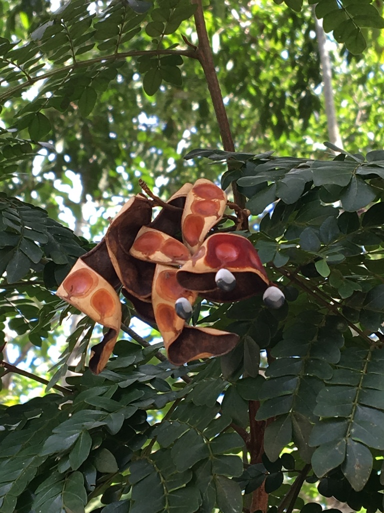 Abarema from Linhares, ES, BR on July 10, 2018 at 11:37 AM by Geovane ...