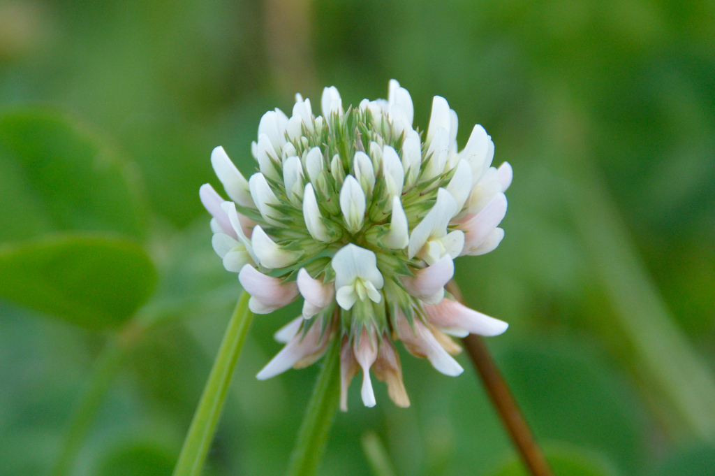 white clover from Sarah Baartman District Municipality, South Africa on ...