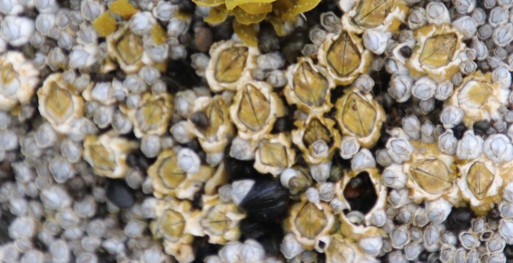 Acorn Barnacle (Multi-Agency Rocky Intertidal Network ) · iNaturalist