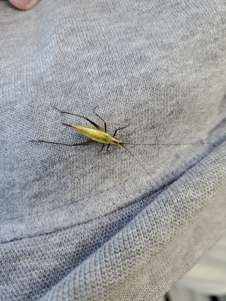 Common Tree Crickets from Hennepin on September 25, 2022 at 07:52 AM by ...