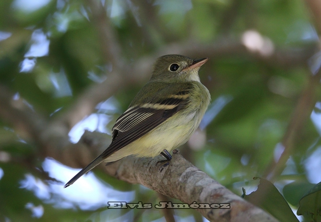 Acadian Flycatcher from Cozumel, MX-QR, MX on September 29, 2017 at 08: ...