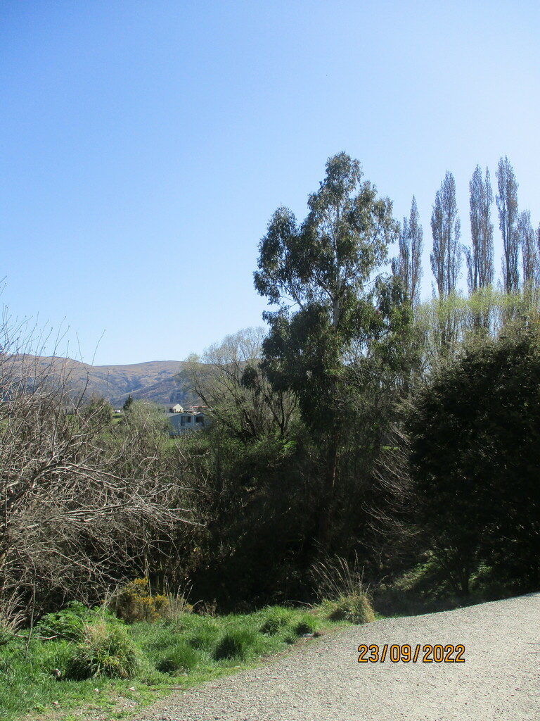 gum trees from Frankton, Queenstown, New Zealand on September 23, 2022 ...
