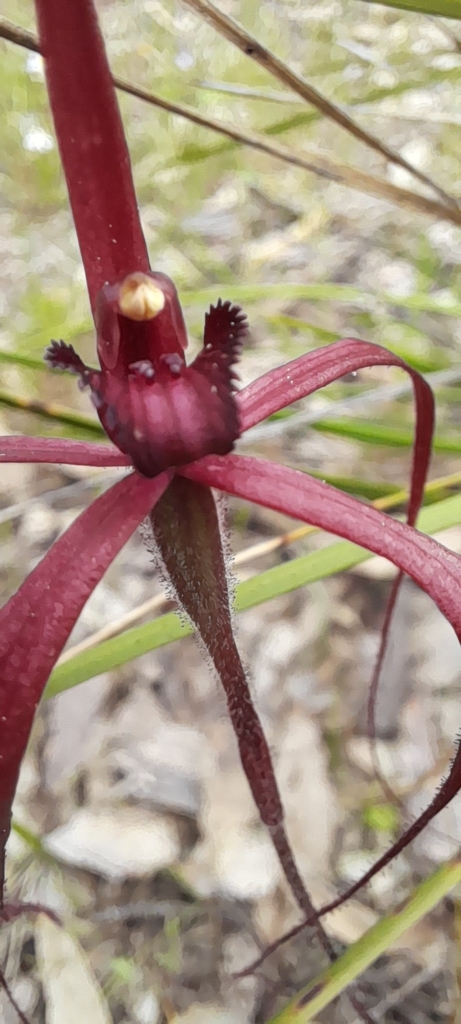 Blood spider orchid from Location: -32.308100, 116.616180 on September ...