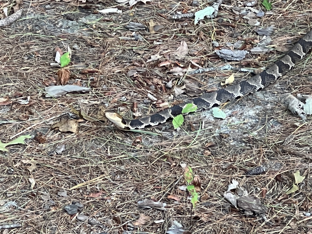 Eastern Copperhead from Daniel Boone National Forest, Pine Ridge, KY ...